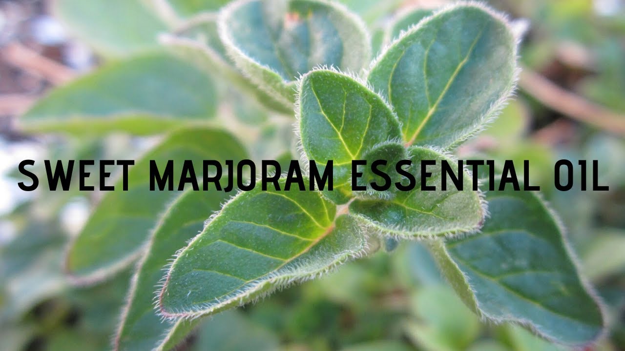 Sweet marjoram essential oil uses – Anita Fincham Aromatherapy Massage Sweet marjoram essential oil uses – Anita Fincham Aromatherapy Massage