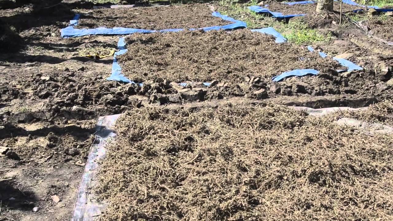 Patchouli Oil – Field to Factory | Van Aroma – Anita Fincham ...