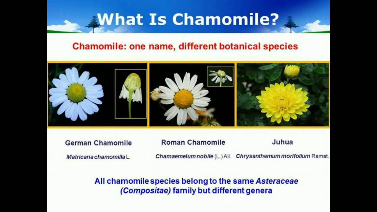 Classification of chamomile flowers, Essential oils and commercial ...